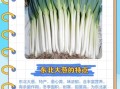 东北大葱图片_东北大葱和普通葱的区别