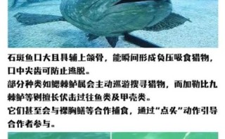 大石斑鱼图片_如何分辨真假