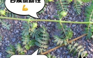 蒺藜的功效与作用_蒺藜能壮阳吗
