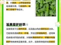 溪黄草的功效与作用_溪黄草主治什么病