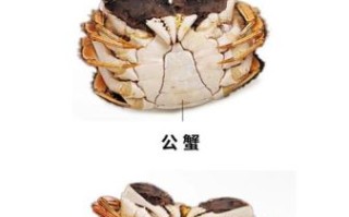 阳澄湖大闸蟹公母区别_如何挑选公蟹母蟹