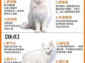 狮子猫多少钱一只_狮子猫怎么养不掉毛