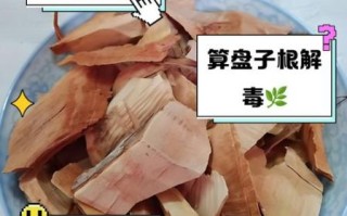 算盘子根能长期喝吗_算盘子根长期喝有什么副作用