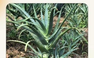 龙爪芦荟的功效与作用_龙爪芦荟怎么吃效果最好