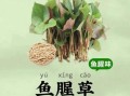 鱼腥草图片及功效_鱼腥草怎么吃效果最好