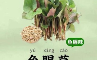鱼腥草图片及功效_鱼腥草怎么吃效果最好