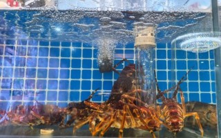 澳洲龙虾仔多少钱一斤_澳洲龙虾仔怎么做好吃