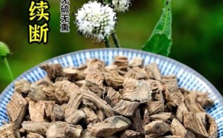 川断别名是什么_川断与续断区别在哪