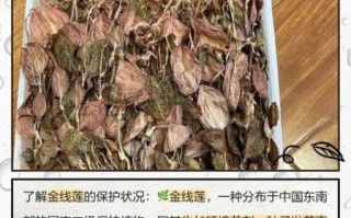 金线莲的功效与作用_金线莲多少钱一斤