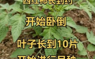 西红柿种植技术与管理视频_如何提高产量
