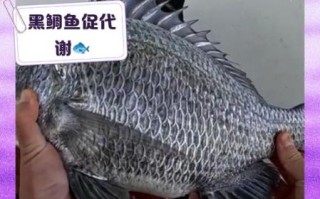 黑鲷鱼怎么做好吃_清蒸黑鲷鱼的做法步骤