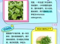 芫荽和香菜的区别图片_怎么区分