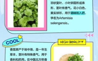 芫荽和香菜的区别图片_怎么区分