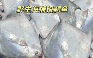 银鲳鱼多少钱一斤_银鲳鱼价格为什么差距大