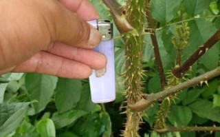 刺嫩芽树苗怎么种_刺嫩芽树苗价格多少钱一棵