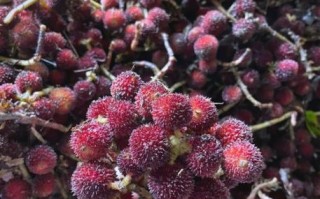 阳春砂仁图片_如何辨别真假