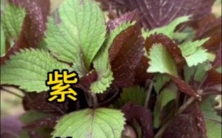 紫苏有几种_紫苏品种图片识别