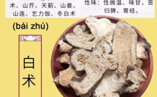 白术的功效与作用及禁忌_白术泡水喝的副作用