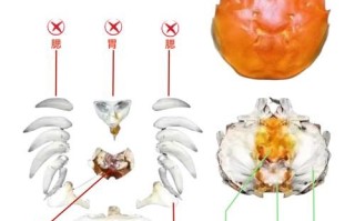 大闸蟹母蟹和公蟹哪个好吃_怎么挑选