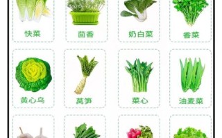 常见蔬菜名称大全图片_哪些蔬菜适合新手种植