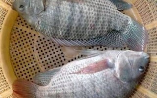 罗非鱼图片高清_罗非鱼高清图怎么拍