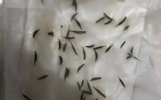 波斯菊种子什么时候播种_波斯菊种子怎么种