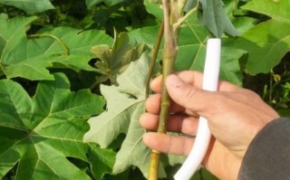 通草图片大全_通草长什么样