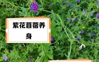 苜蓿是什么植物_苜蓿的功效与作用