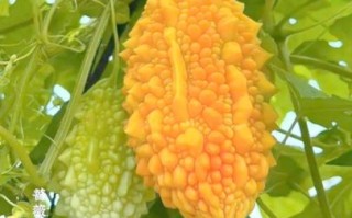 赖葡萄的功效与作用_赖葡萄怎么吃最好