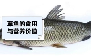 草鱼的营养价值_草鱼的功效与作用