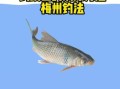 鱲鱼怎么钓_鱲鱼吃什么饵料