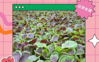 米苋怎么摘菜_米苋摘菜技巧