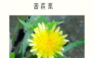 苦麻菜图片长什么样_苦麻菜有什么功效
