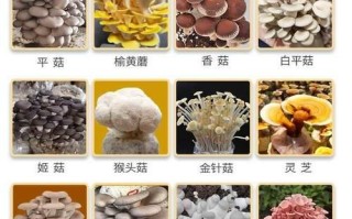 香菇种植技术视频_香菇菌棒怎么养