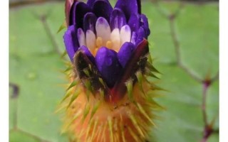 茨实读音_茨实怎么读