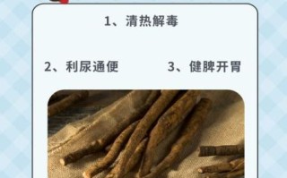 牛蒡壮阳补肾是真的吗_牛蒡怎么吃才补肾