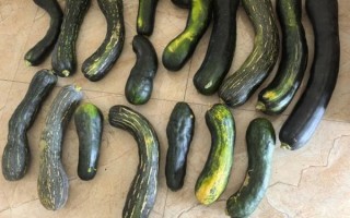 方瓜猪肉饺子馅怎么调_方瓜猪肉饺子馅的做法窍门