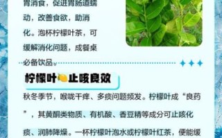 柠檬叶泡水有什么好处_柠檬叶泡水能天天喝吗