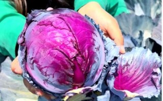 紫甘蓝图片大全_紫甘蓝怎么挑选最新鲜