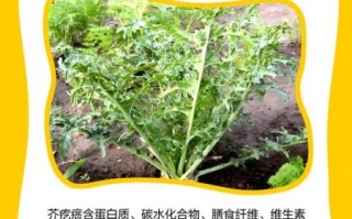 芥子毒气中毒症状_芥子毒气防护方法