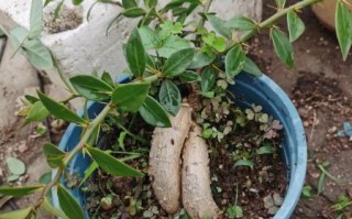 蟹爪兰怎么嫁接_蟹爪兰嫁接后多久能晒太阳