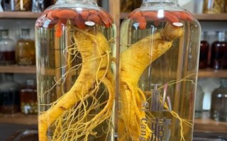 人参泡酒配方大全_用什么酒最好
