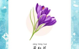 藏红花有什么功效_藏红花对女人有什么好处