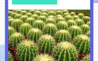 仙人球怎么养_仙人球多久浇一次水