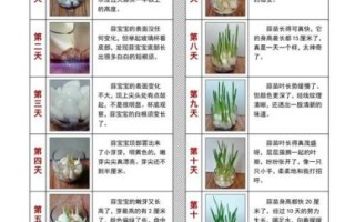 水培蒜苗怎么种_水培蒜苗多久能吃