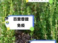百里香的功效与作用_百里香的禁忌有哪些