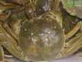 鄱阳湖大闸蟹多少钱一斤_2024最新价格行情