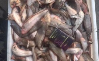真的龙利鱼多少钱一斤_龙利鱼价格为什么差别大
