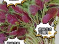 紫苋菜怎么做好吃_紫苋菜图片高清细节