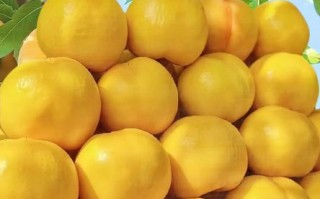 黄桃图库免费下载_黄桃图库怎么使用